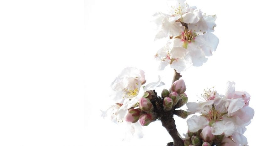 Wake Up To Something Beautiful | Your Inspired Morning Routine