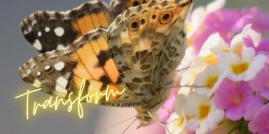 CREATE INSPIRATIONAL EVENINGS