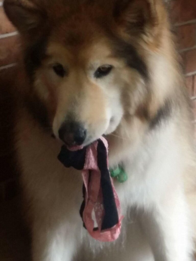 “Nanook knows stuff. He knows Gavin and Sandy are coming home. I wonder ...