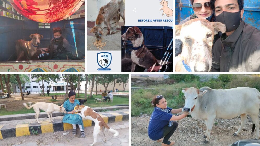 Educating Communities About Animal Welfare