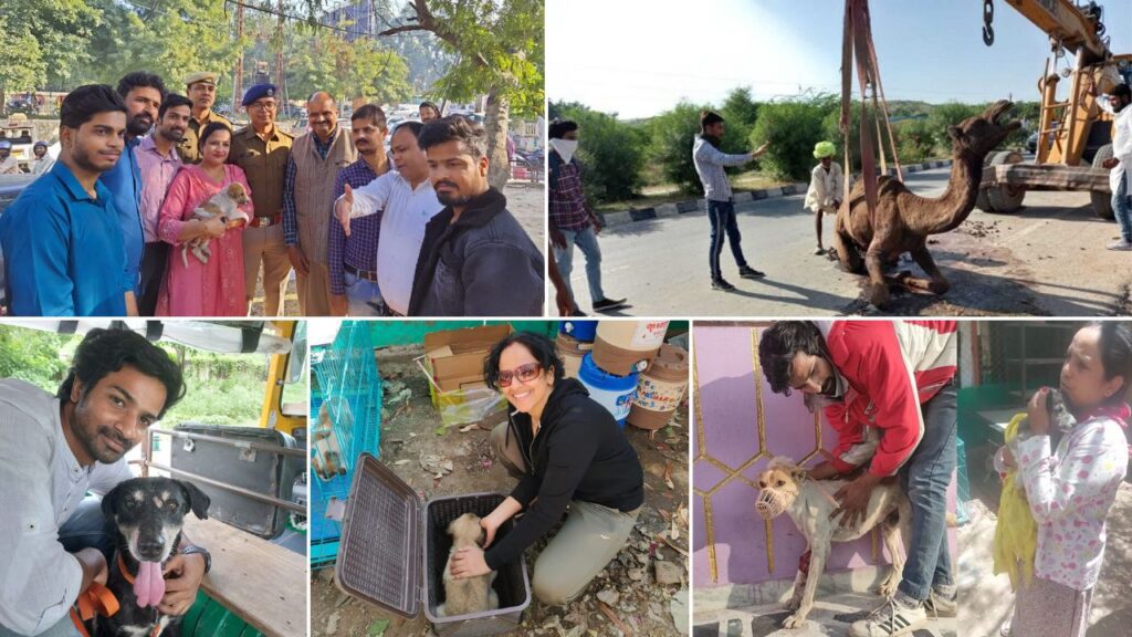 Saving a Dog Named Joy